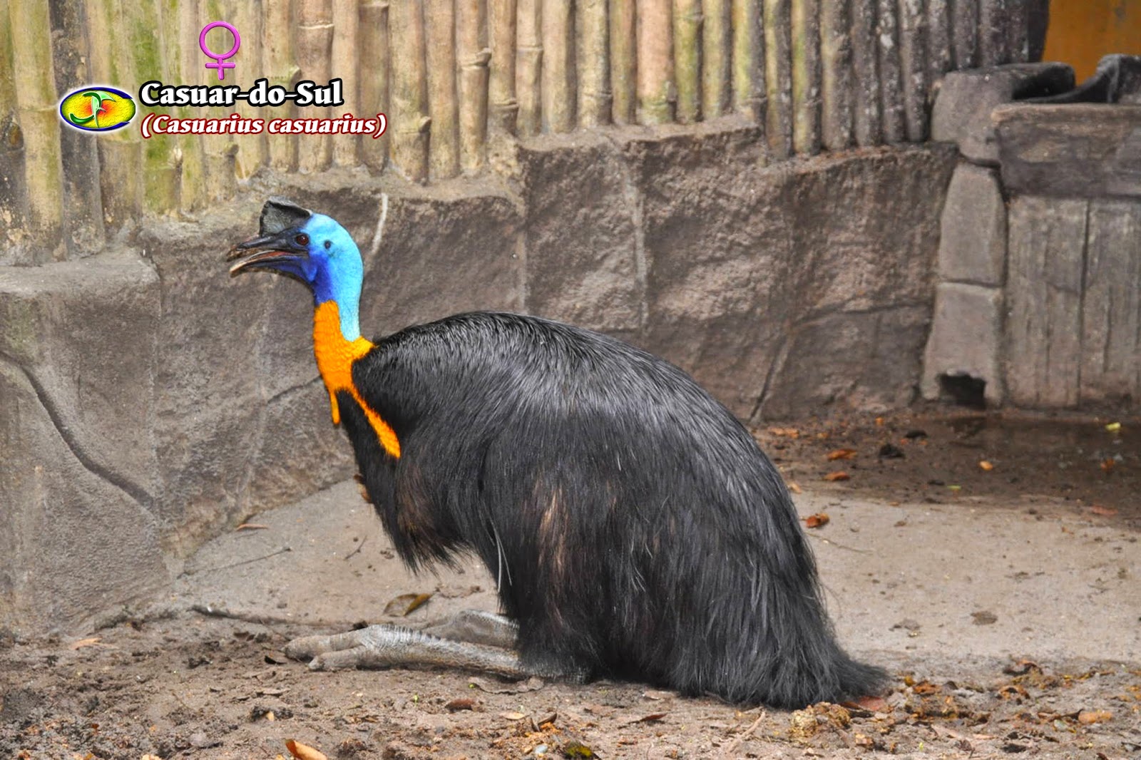 ORNITOLOGIA: Casuar-do-Sul (Casuarius casuarius)